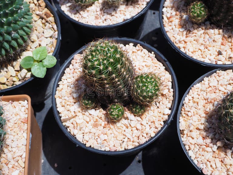 Cactus stock photo. Image of garden, lung, yellow, pink - 91944768