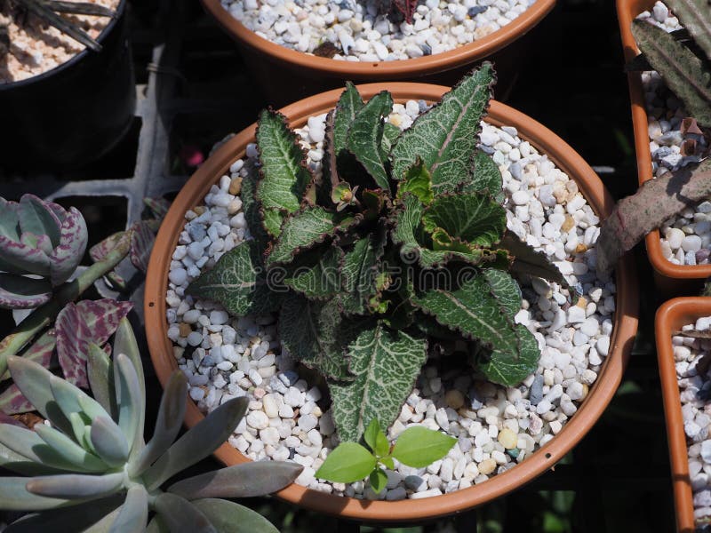 Cactus stock image. Image of cute, purple, pretty, flowerpot - 91944775