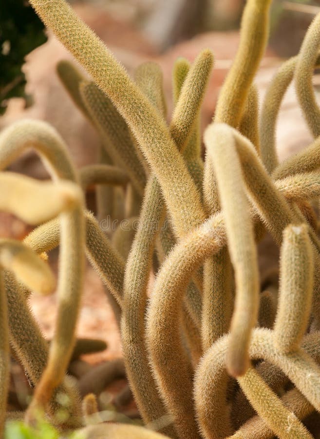 Creeping Devil Cactus stock photo. Image of close, spiny - 31579330