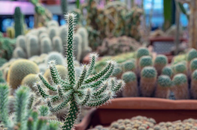 Cactus Cylindropuntia Bigelovii or Cactus Cholla it Grows in the ...