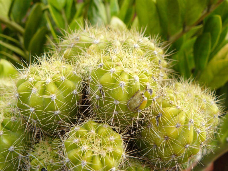 Fleur De Cactus De Boule Photos Stock - Téléchargez 312 Photos libres ...