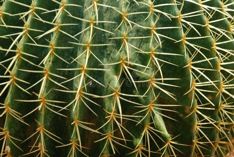 791 Cactus De Boule Photos libres de droits et gratuites de Dreamstime