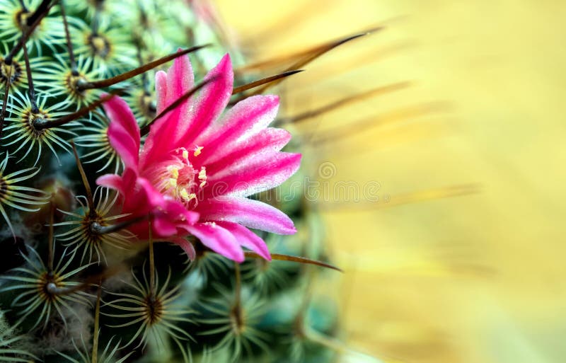 Cactus De Floraison Avec Les Fleurs Roses Image stock - Image du cactus ...