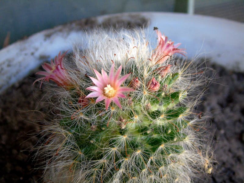 Cactus De Floraison Avec Les Fleurs Roses Image stock - Image du cactus ...