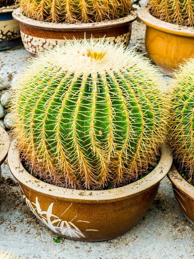 Forme De Boule D'usine De Cactus Image stock - Image du nature, pierre ...