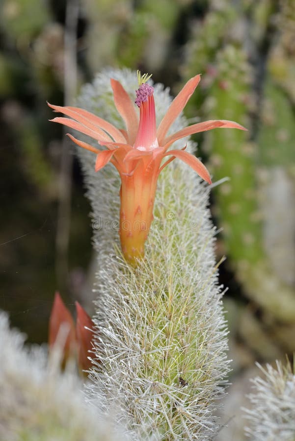 Cactus De Oro De La Cola De Rata Foto de archivo - Imagen de espinoso ...