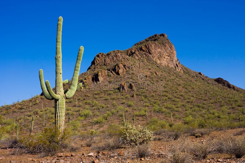 Cactus in de woestijn stock afbeelding. Image of hitte - 11629745