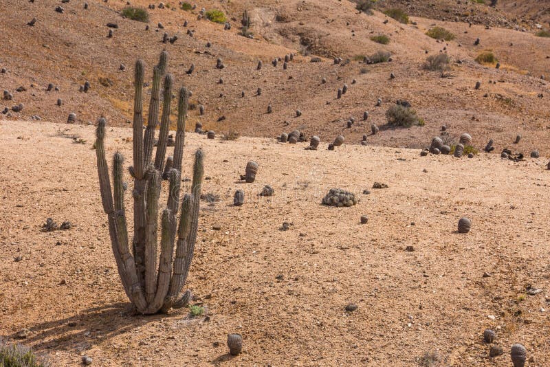 Cactussen in De Woestijn Van Atacama, Chili Stock Foto - Image of ...