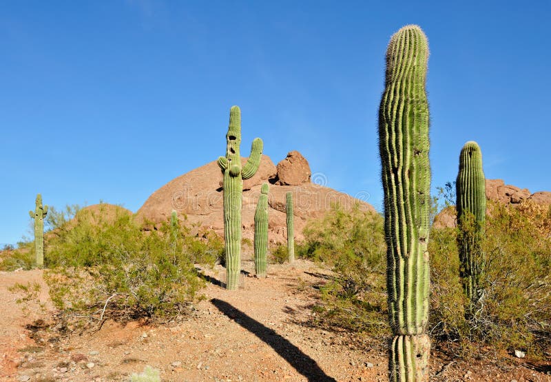 Cactus in De Woestijn Van Arizona Stock Foto - Image of amerika, toneel ...