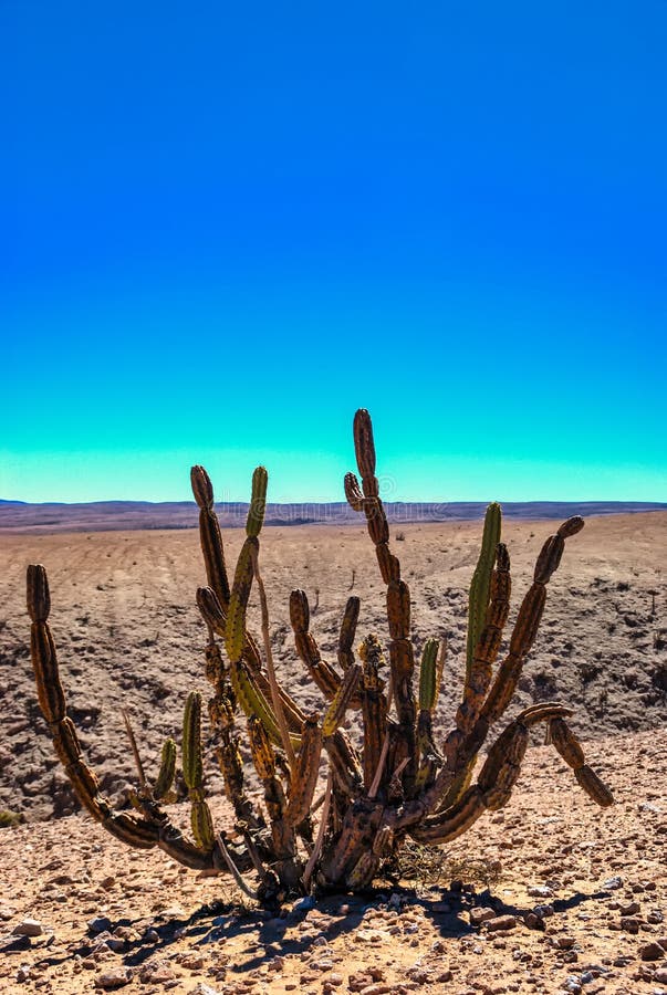 Cactus in De Atacama-woestijn, Pan De Azucar National Park in Chili ...