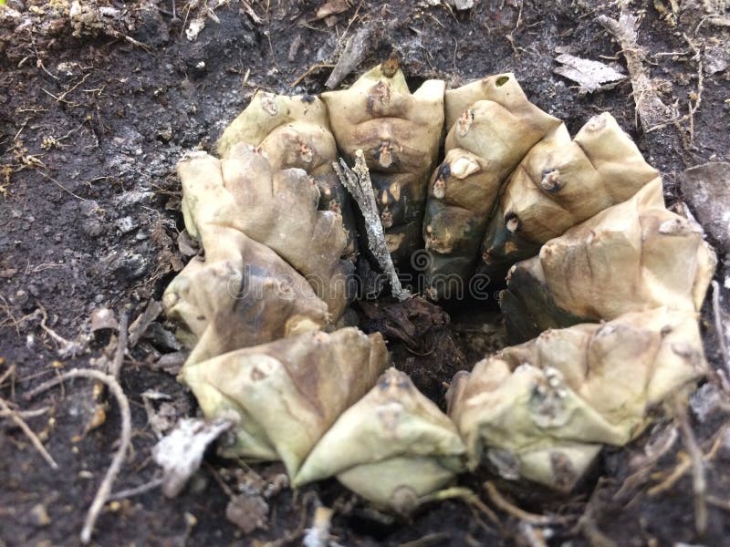 Cactus and dead tree stock image. Image of nature, rock - 35233819