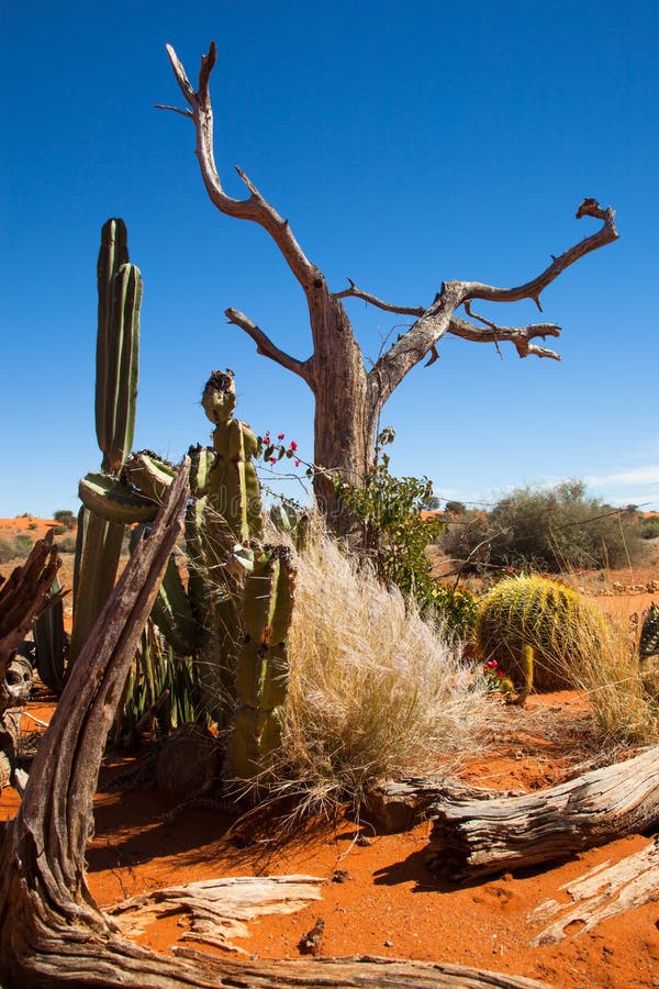 Cactus and dead tree stock image. Image of nature, rock - 35233819