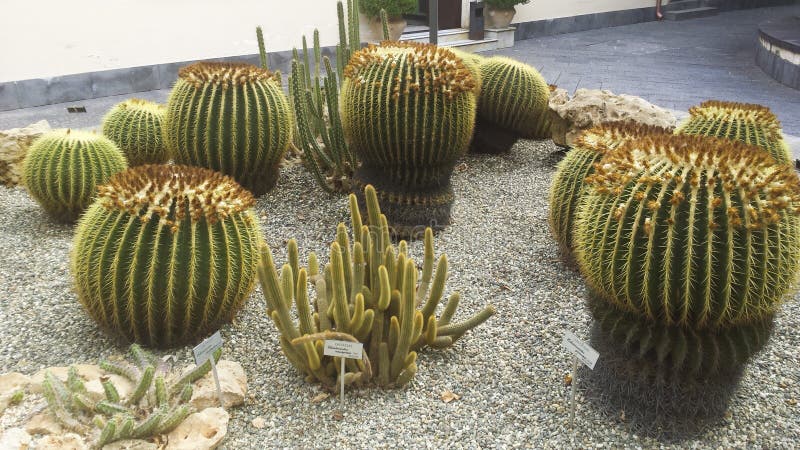Cactus Decoration Roundabout from Catania Dock Stock Photo - Image of ...