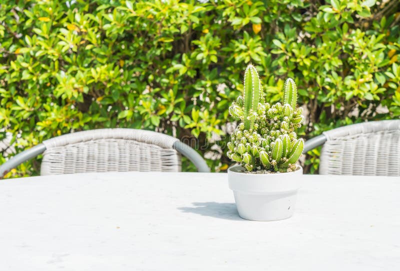 Cactus decoration on table stock photo. Image of cactus - 103908486