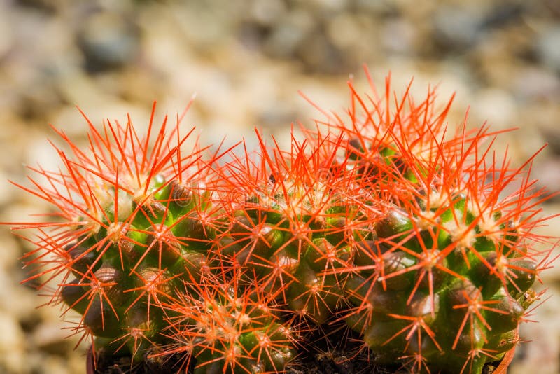 Cactus Del Arco Iris De Grusonii Imagen de archivo - Imagen de flor ...