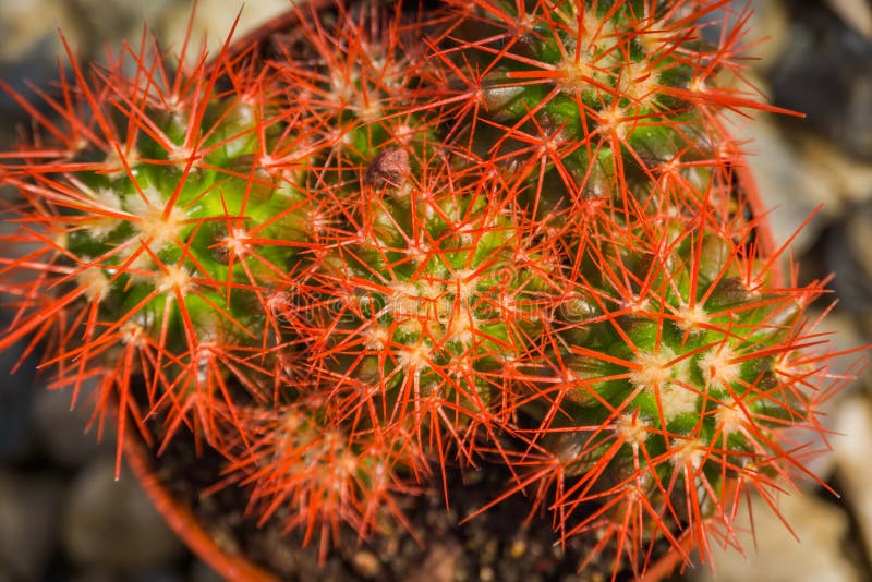 Cactus Del Arco Iris De Grusonii Foto de archivo - Imagen de flor ...