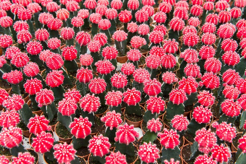 Cactus del color rojo imagen de archivo. Imagen de picar - 104288711
