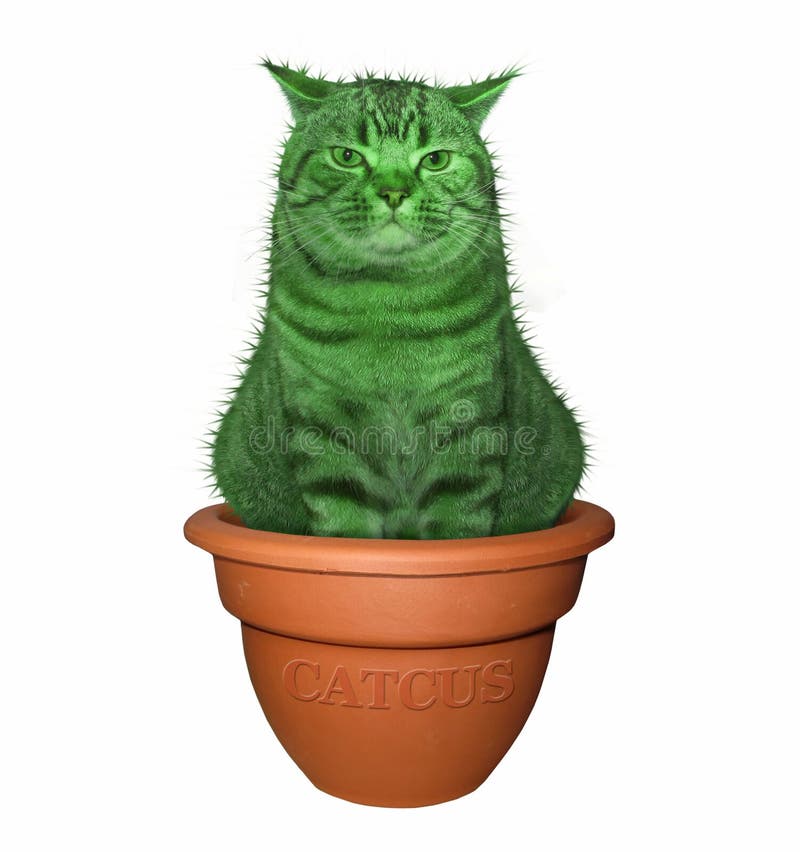 Cactus del gato en un pote foto de archivo. Imagen de inusual - 121146632