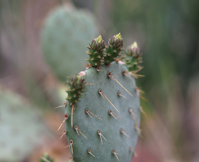 Cactus del higo chumbo imagen de archivo. Imagen de brotes - 39777841