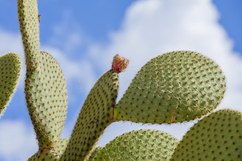 Cactus Del Higo Chumbo Con La Fruta Foto de archivo - Imagen de cubo ...