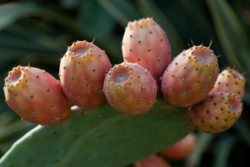 Cactus Del Higo Chumbo Con La Fruta Foto de archivo - Imagen de ...