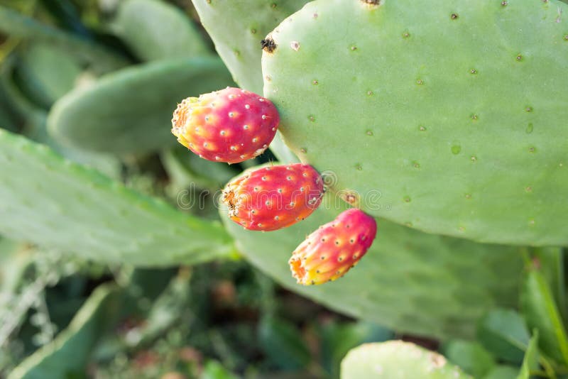 Cactus Del Higo Chumbo Con La Fruta Imagen de archivo - Imagen de ...
