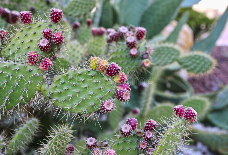 Cactus Del Higo Chumbo Con Las Frutas Foto de archivo - Imagen de ...