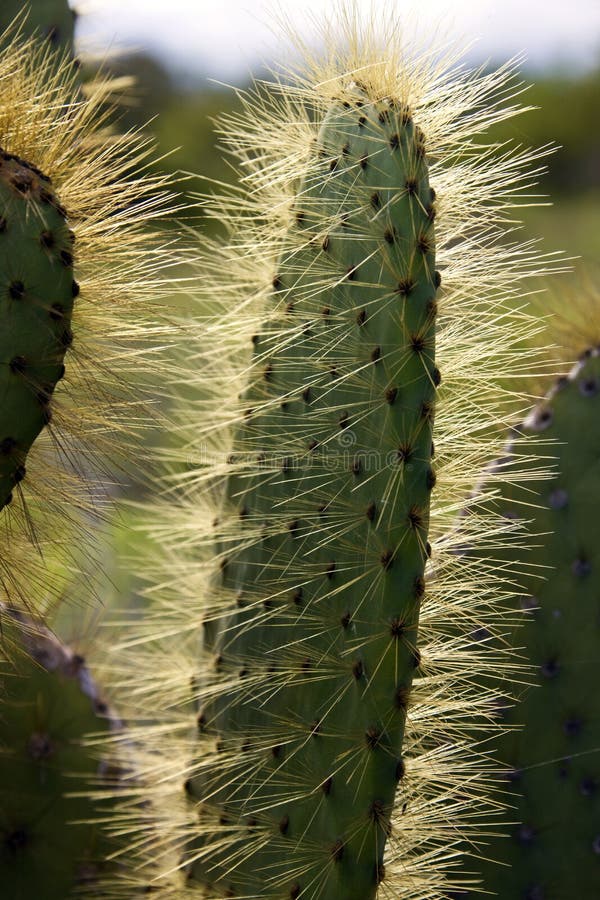 Cactus Del Higo Chumbo - Islas De Las Islas Galápagos Foto de archivo ...