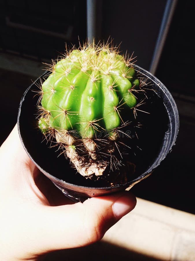 Cactus del tacto imagen de archivo. Imagen de tacto, cacto - 84264797