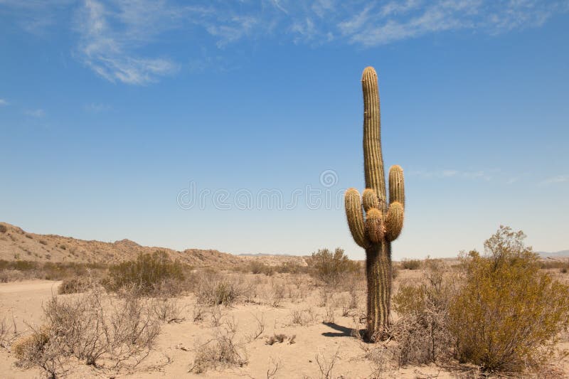 Cactus in a Desert Landscape. Stock Photo - Image of color, relax: 16735642