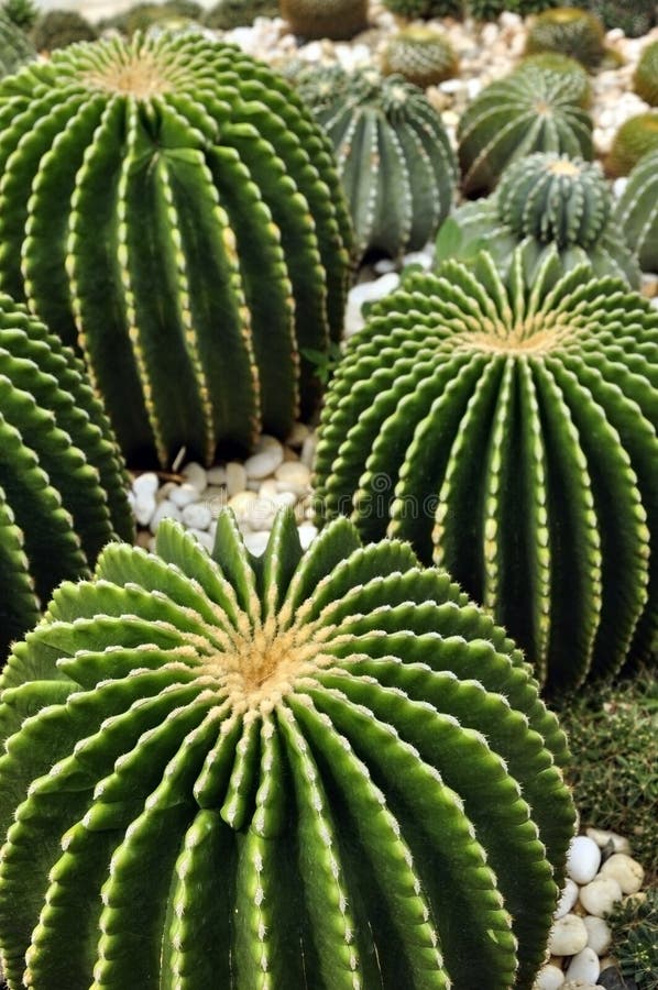 Cactus, Desert Plants, Beautiful Shape. Stock Photo - Image of flora ...