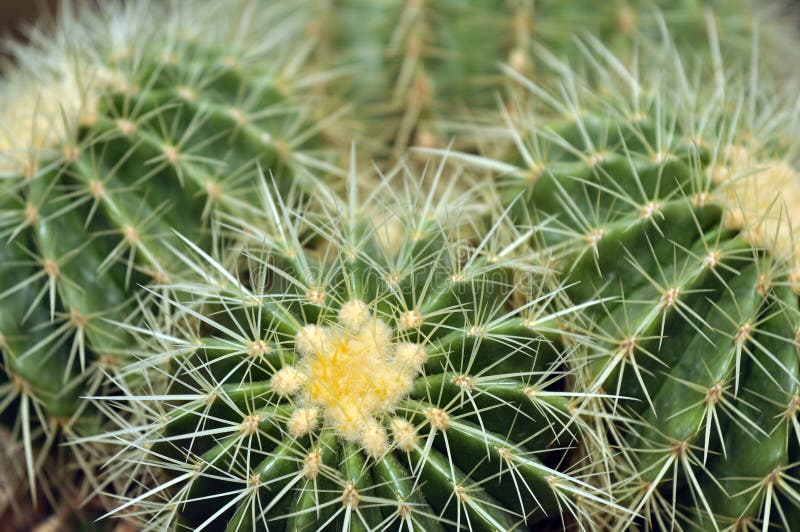 Cactus, Desert Plants, Beautiful Shape. Stock Image - Image of growth ...