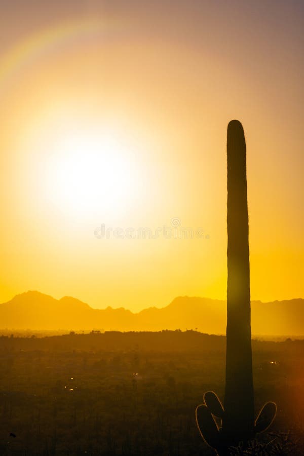 Cactus in the desert stock image. Image of leaves, saguaro - 40588919