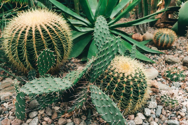 462 Desert Cactus Sahara Stock Photos - Free & Royalty-Free Stock ...
