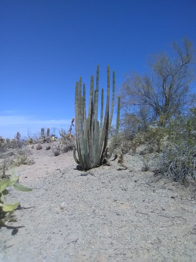 Cactus stock photo. Image of landscape, desert, desertlandscape - 125057482
