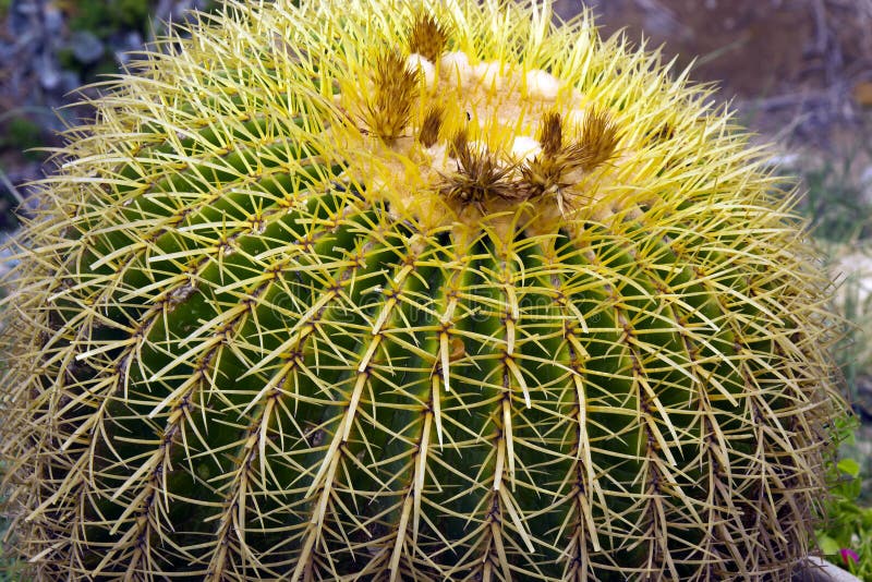 Cactus stock photo. Image of cactus, sting, round, prickly - 44570664