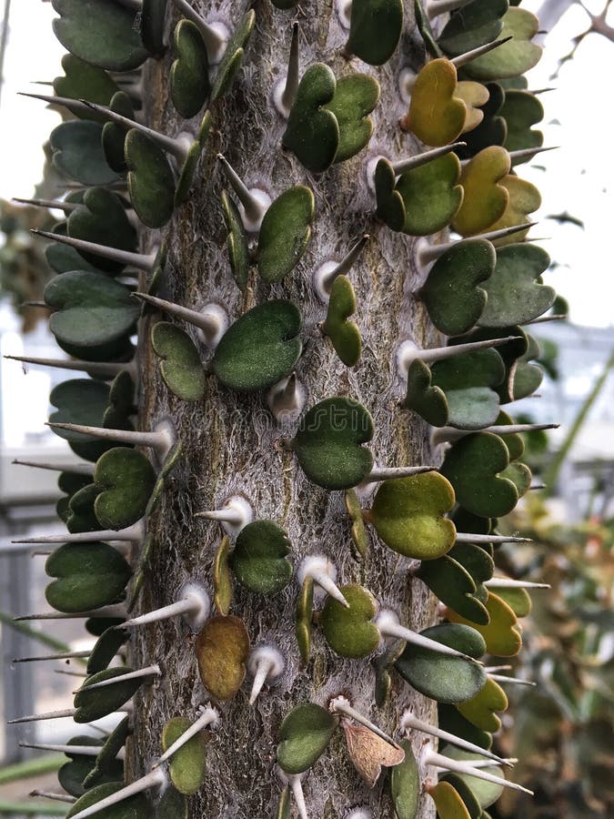 Devils Dagger Cactus Stock Photos - Free & Royalty-Free Stock Photos ...