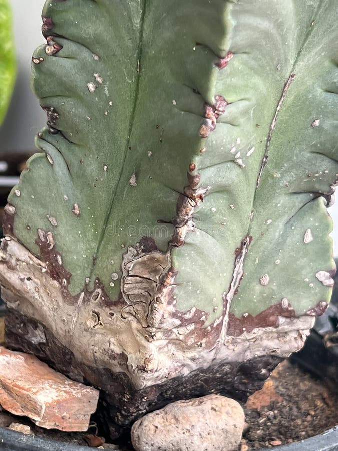 Cactus Disease,plant Rusts and Rot Problem Stock Image - Image of ...