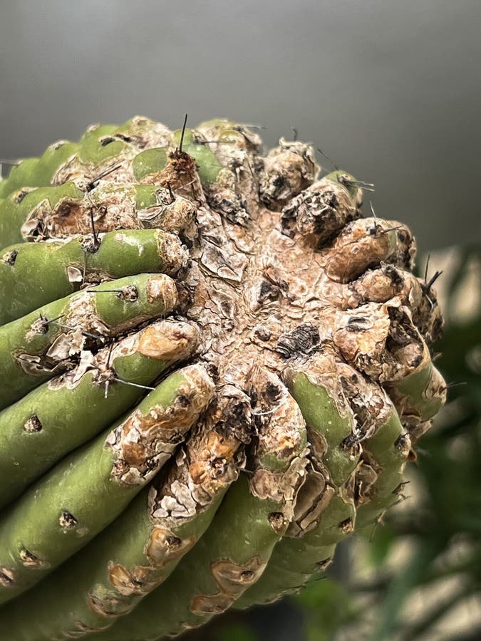 Cactus disease,plant rusts and rot problem royalty free stock images