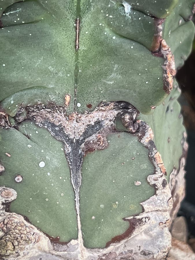 Cactus disease,plant rusts and rot problem stock photography