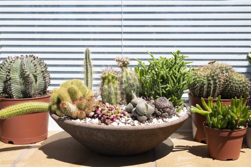 Cactus Display Including a Cactus Bowl Stock Photo - Image of growing ...