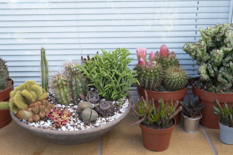 Cactus Display Including a Cactus Bowl Stock Image - Image of lined ...
