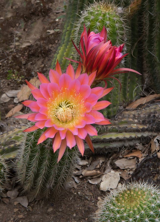 Cactus Echinopsis Hybrid `Flying Saucer` Stock Image - Image of ...