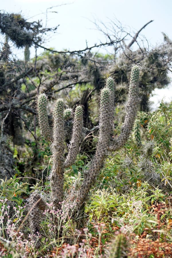 Cactus in Ecuador stock image. Image of jerusalem, park - 181557715
