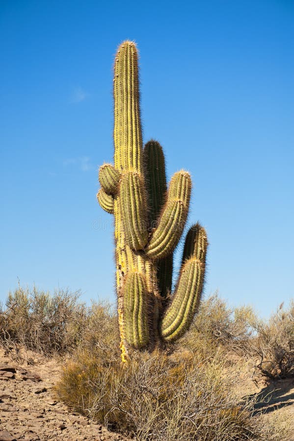 Cactus in woestijn stock foto. Image of plantkunde, tuin - 78592078