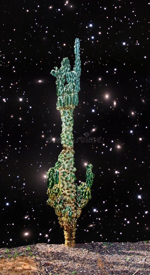 Cactus. Elements of this Image Furnished by NASA Stock Image - Image of ...