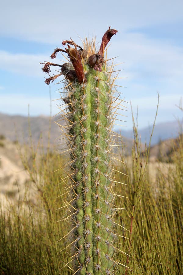 Cactus En Altiplano, Bolivia Foto de archivo - Imagen de verde, bolivia ...