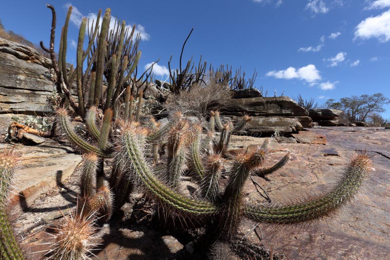 Cactus En El Caatinga En El Brasil Imagen de archivo - Imagen de cactos ...
