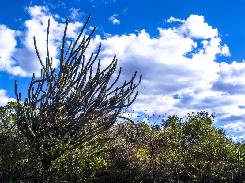 Brazilian Cacti. Peninsula. Wild Nature. Mountains And The Atlantic ...