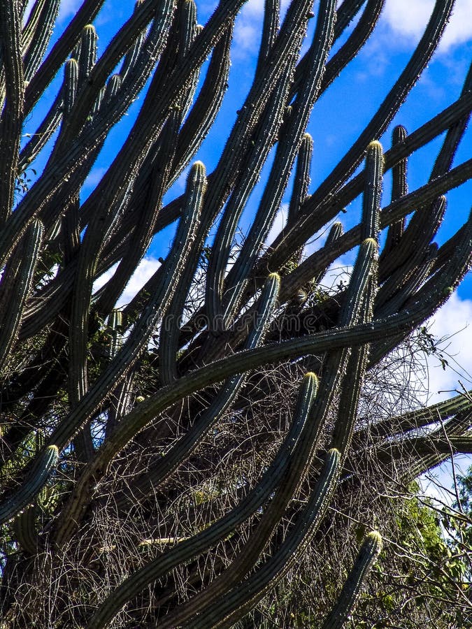 Cactus stock image. Image of outdoor, cereus, brazilian - 99726083